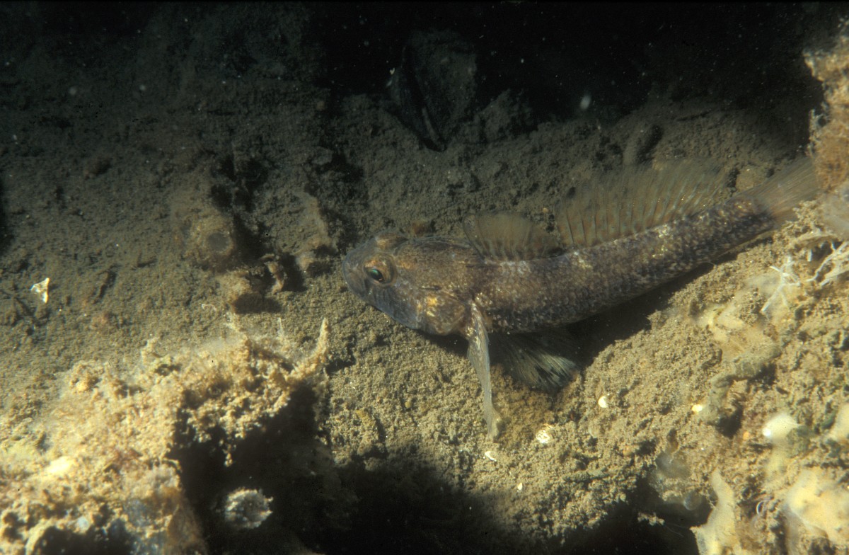 Gobius niger, Black Goby