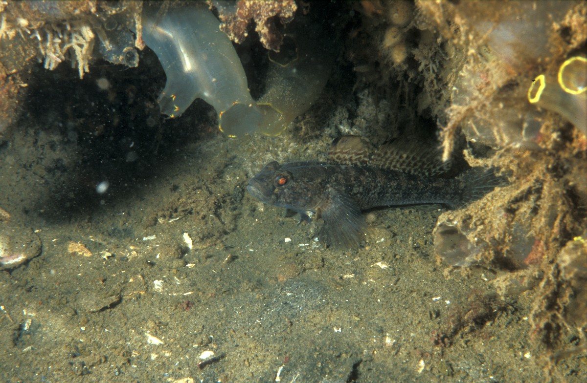 Gobius niger, Black Goby