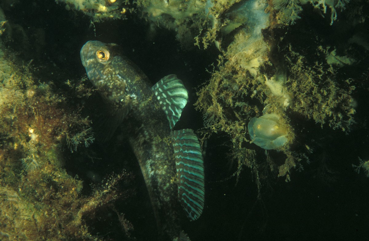 Gobius niger, Black Goby