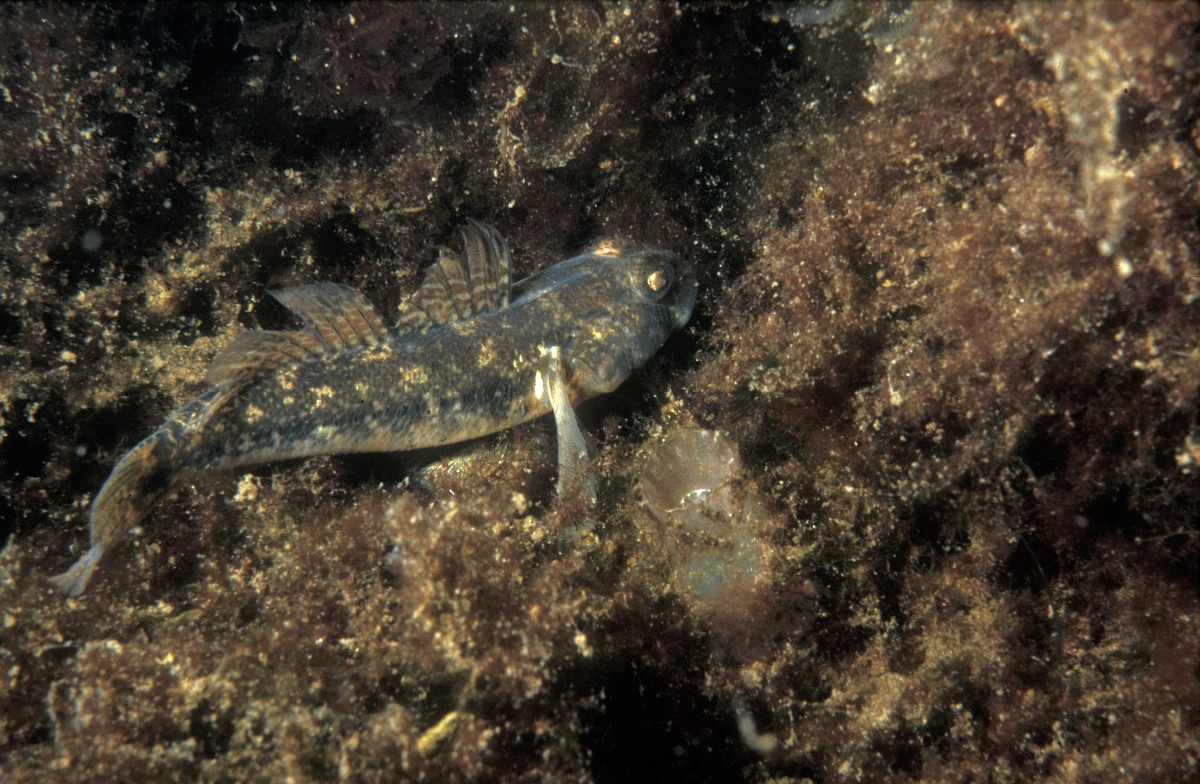 Gobius niger, Black Goby