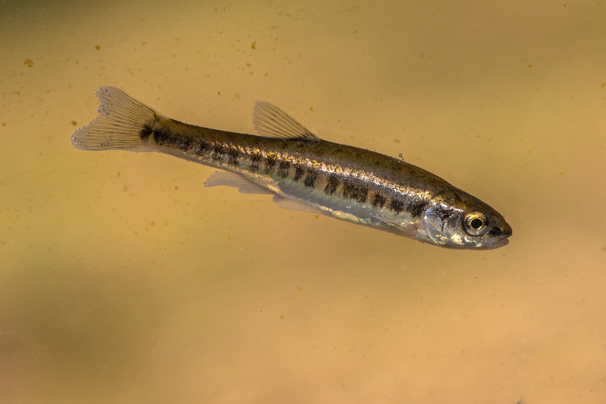 Phoxinus phoxinus, Minnow