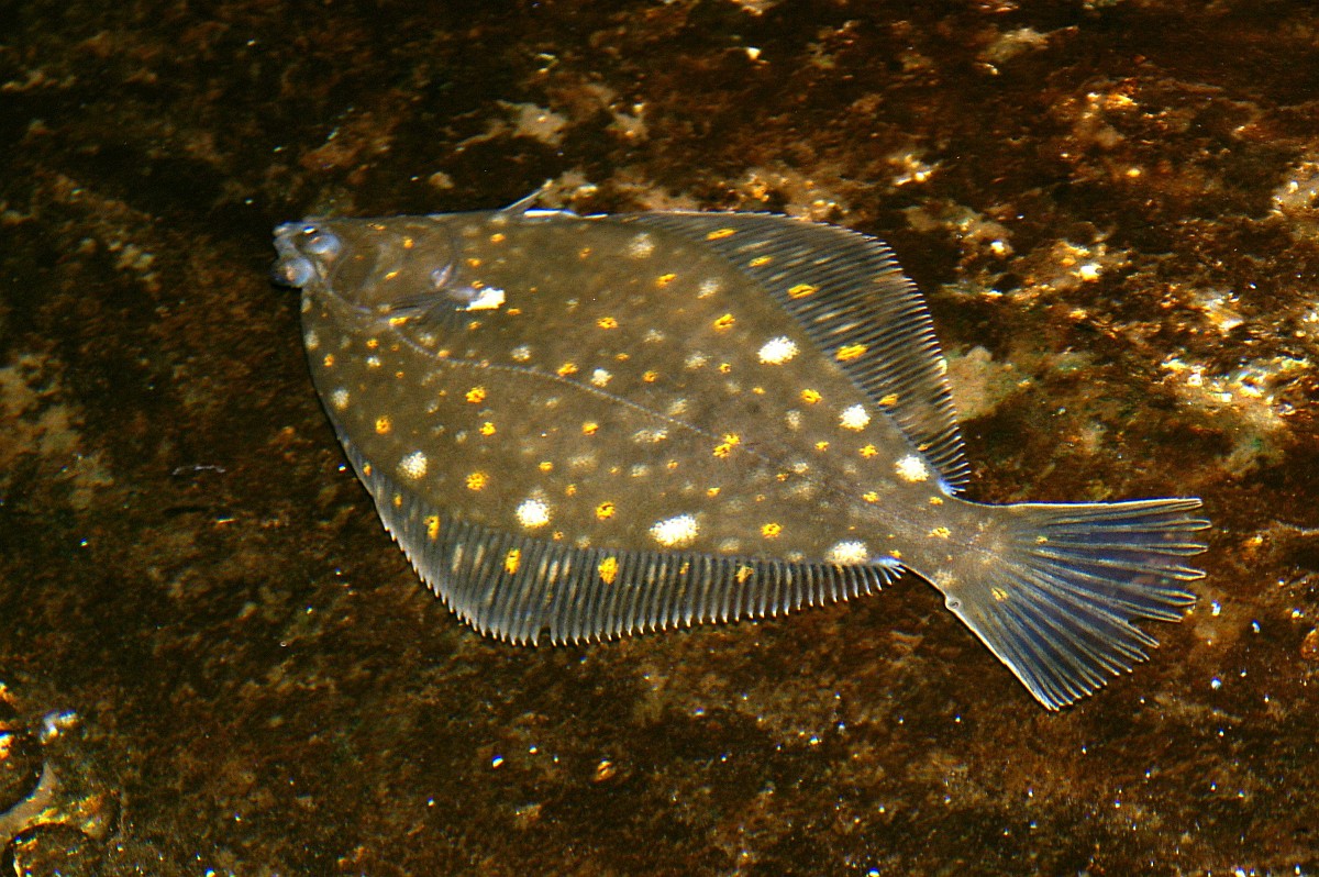 Pleuronectes platessa, Plaice