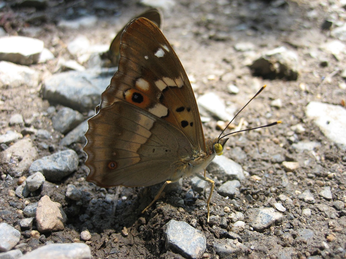 Apatura ilia, Lesser Purple Emperor