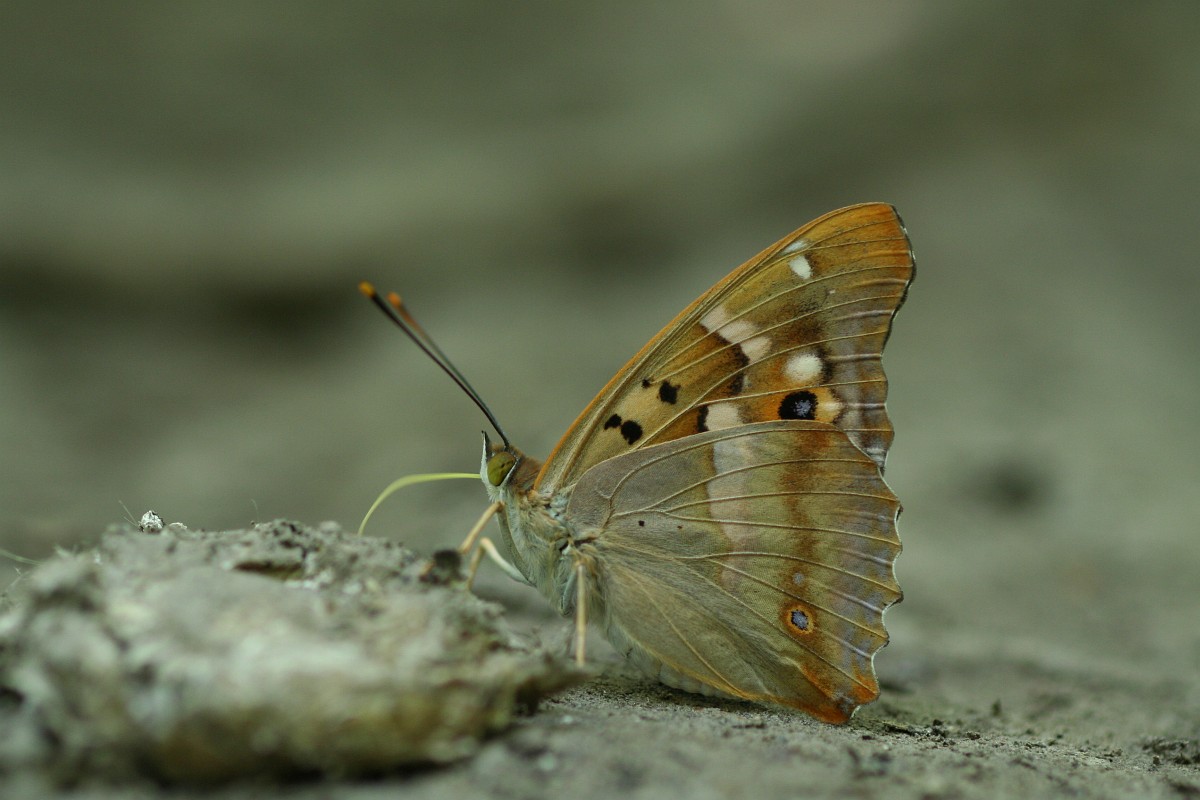 Apatura ilia, Lesser Purple Emperor