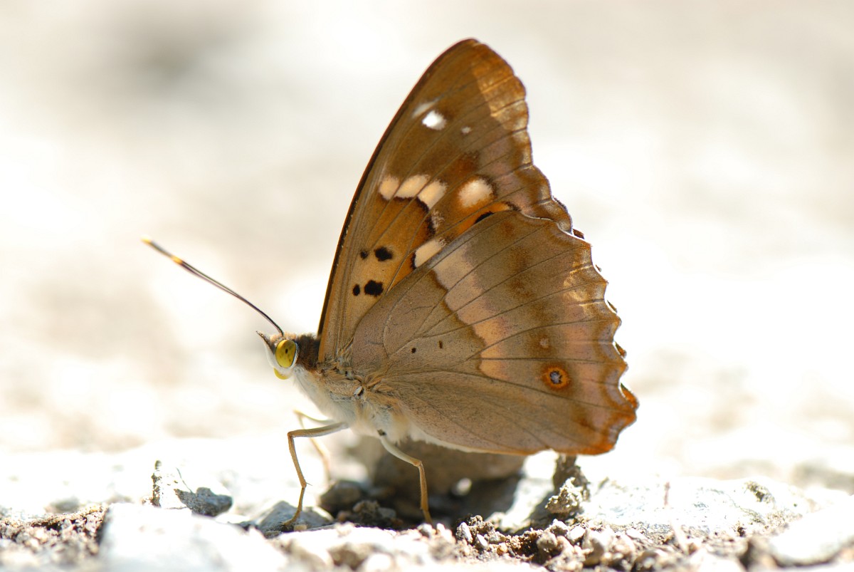 Apatura ilia, Lesser Purple Emperor