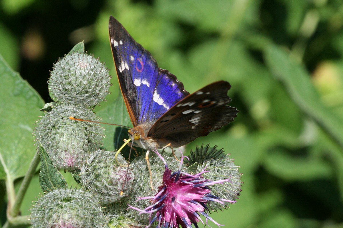 Apatura ilia, Lesser Purple Emperor