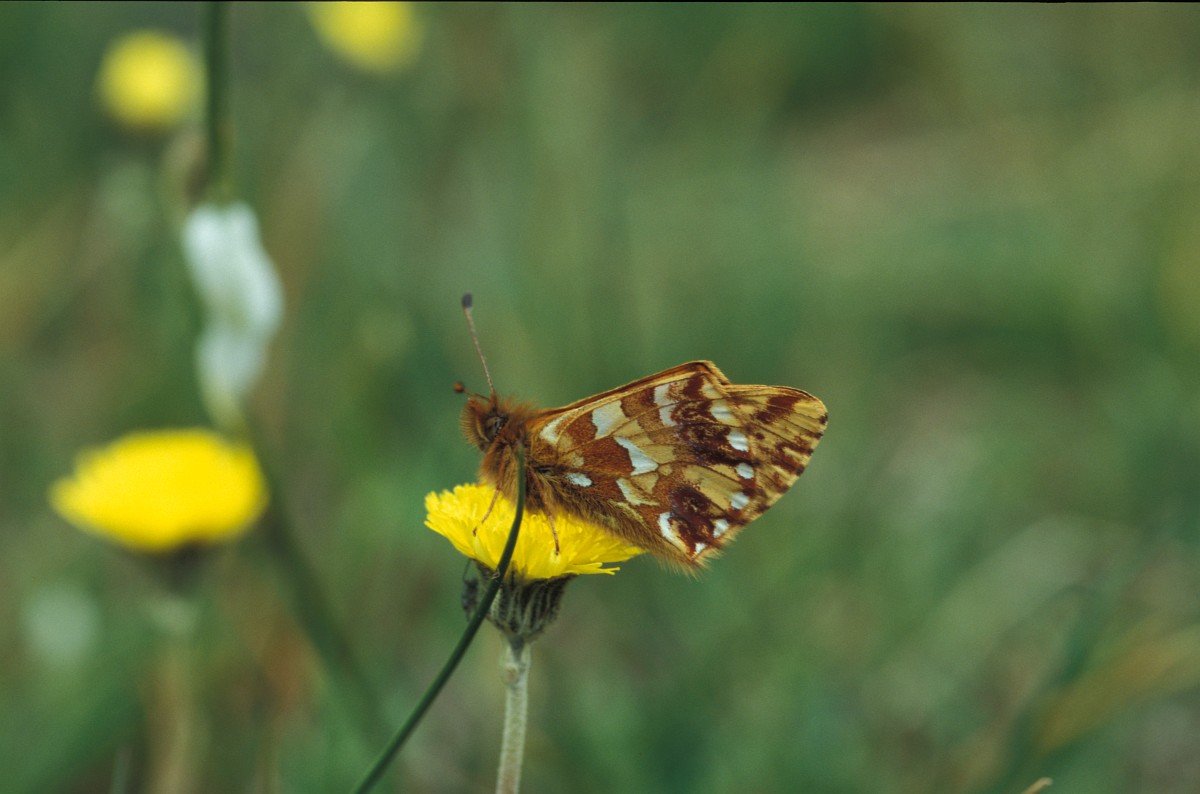 Boloria pales, Shepherd s Fritillary