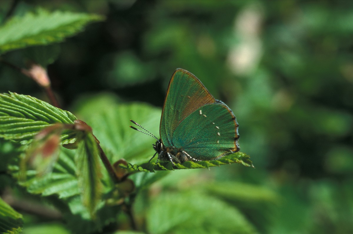 Callophrys rubi, Green Hairstreak