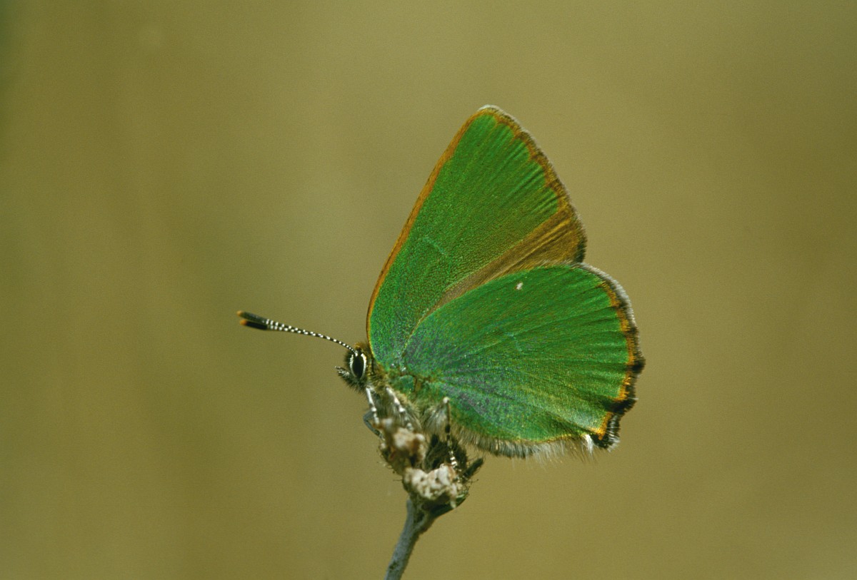 Callophrys rubi, Green Hairstreak
