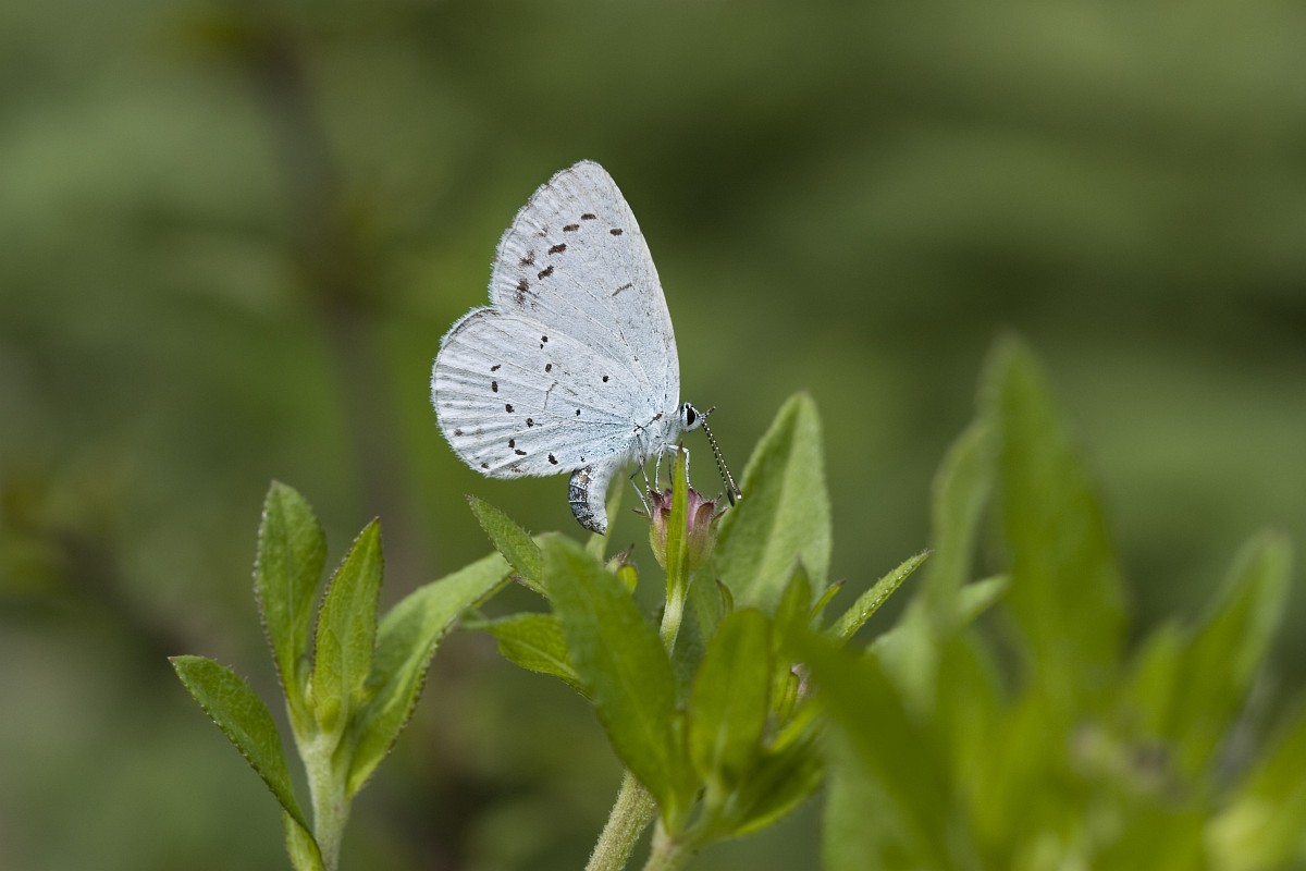 Celastrina argiolus, Holly Blue