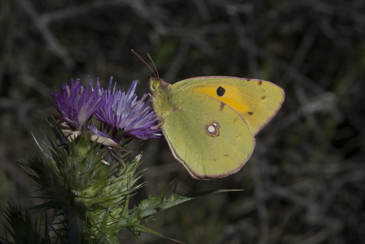Colias alfacariensis, Berger s Clouded yellow