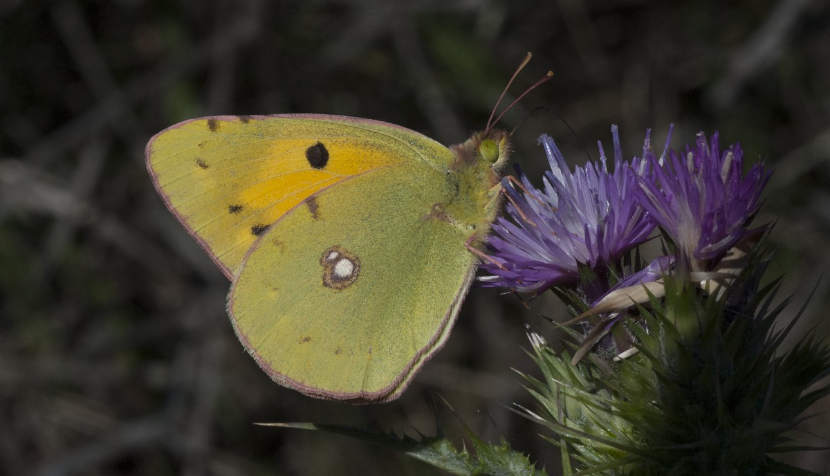 Colias alfacariensis, Berger s Clouded yellow