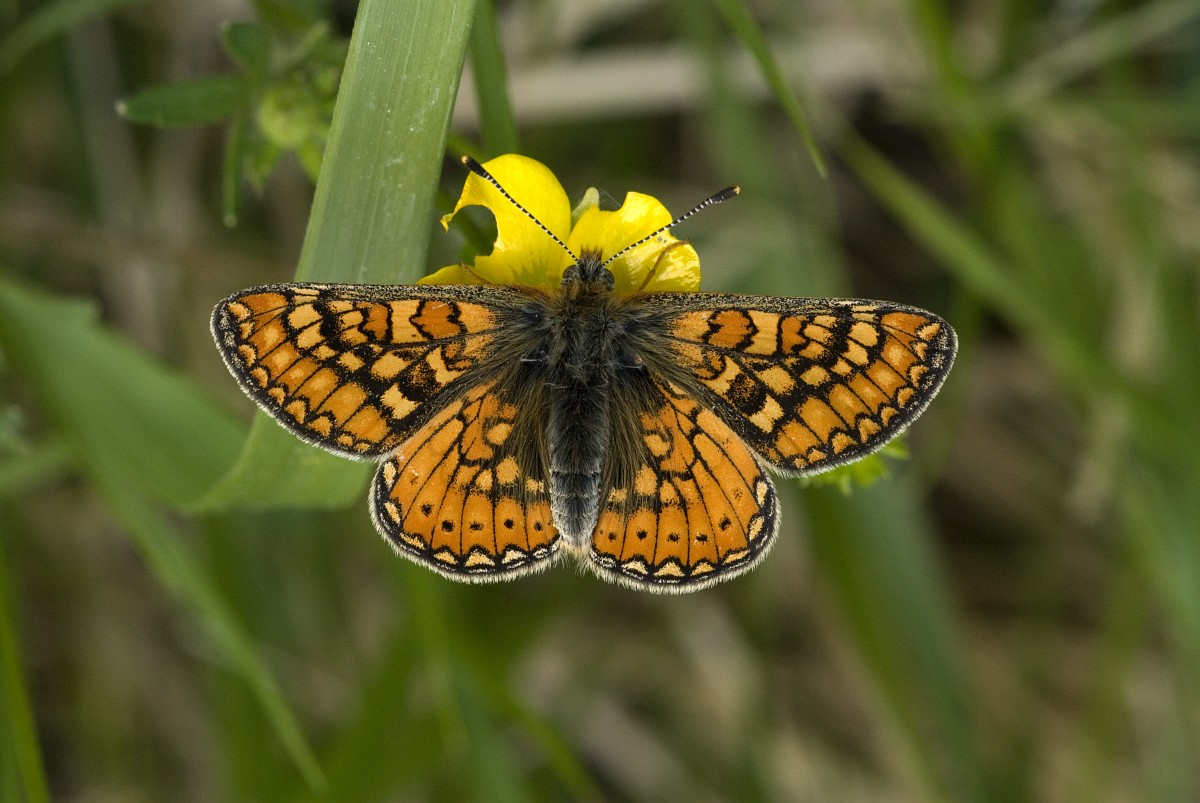 Euphydryas aurinia, Marsh Fritillary