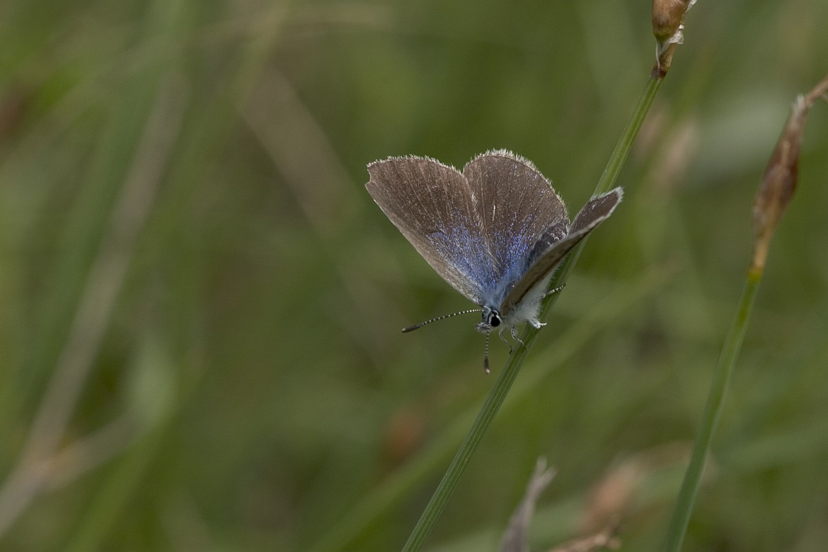 Glaucopsyche alexis, Green-underside Blue