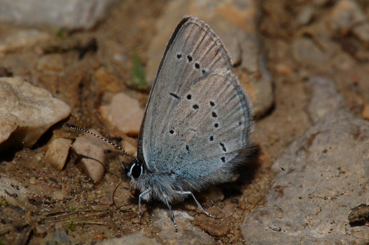 Glaucopsyche alexis, Green-underside Blue