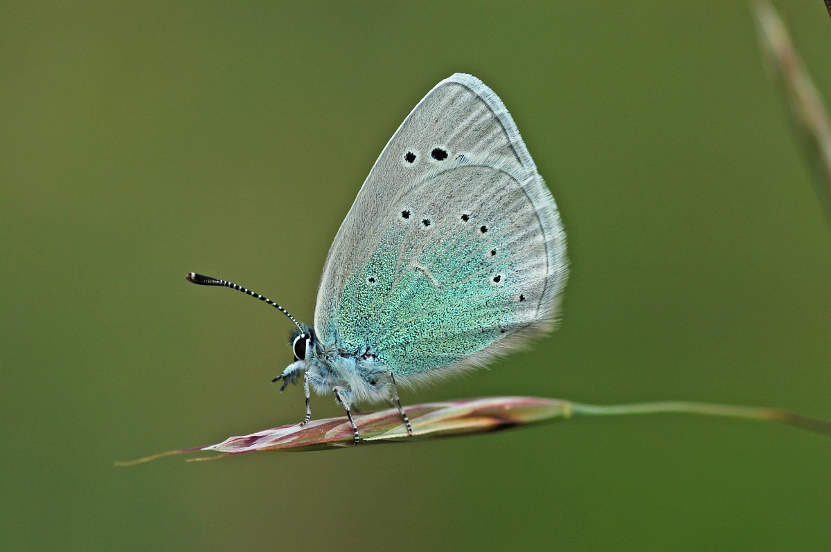 Glaucopsyche alexis, Green-underside Blue