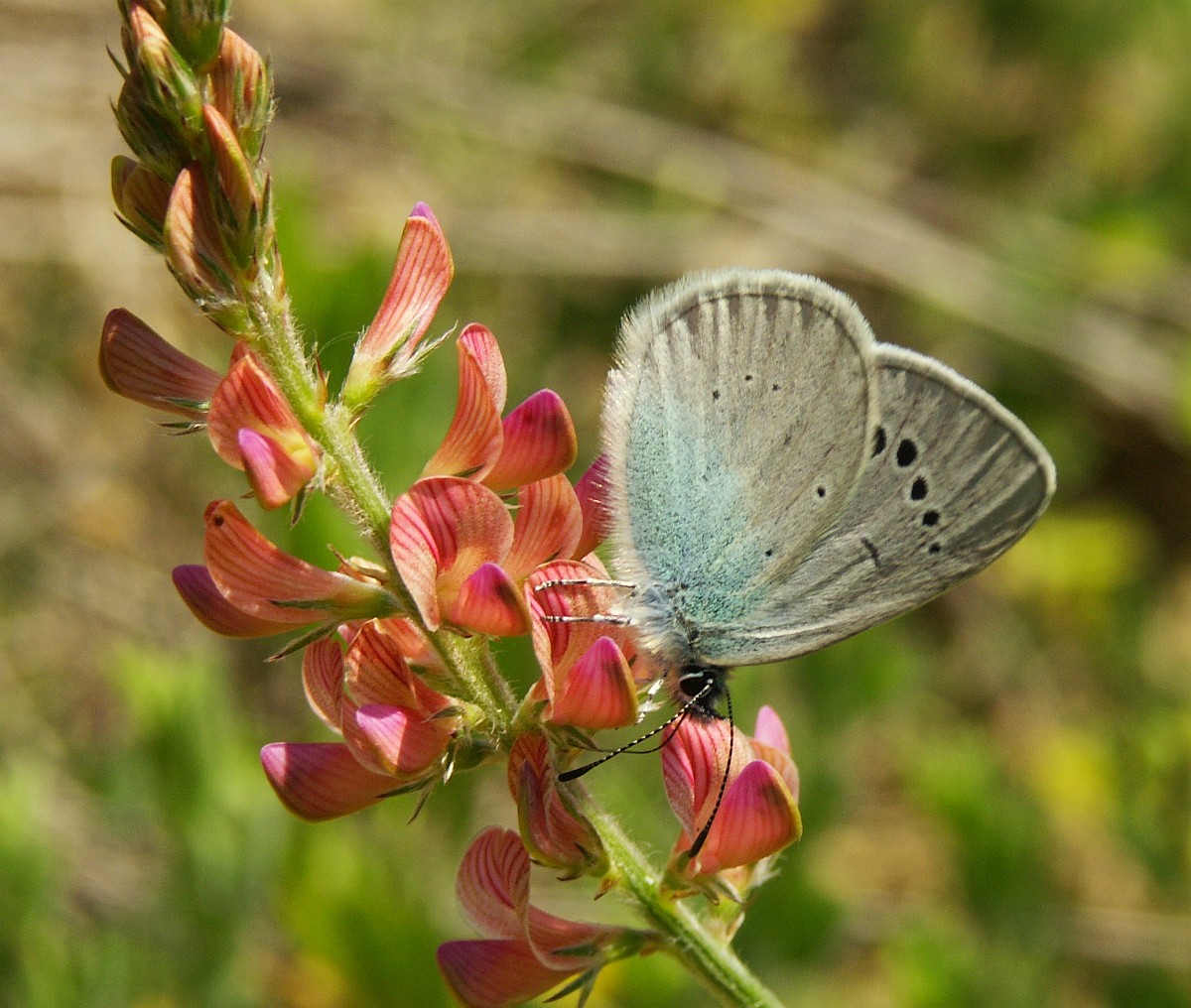 Glaucopsyche alexis, Green-underside Blue