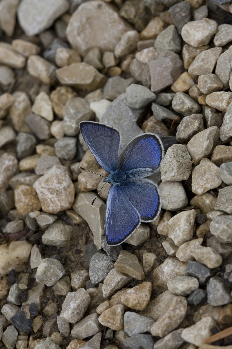 Glaucopsyche alexis, Green-underside Blue