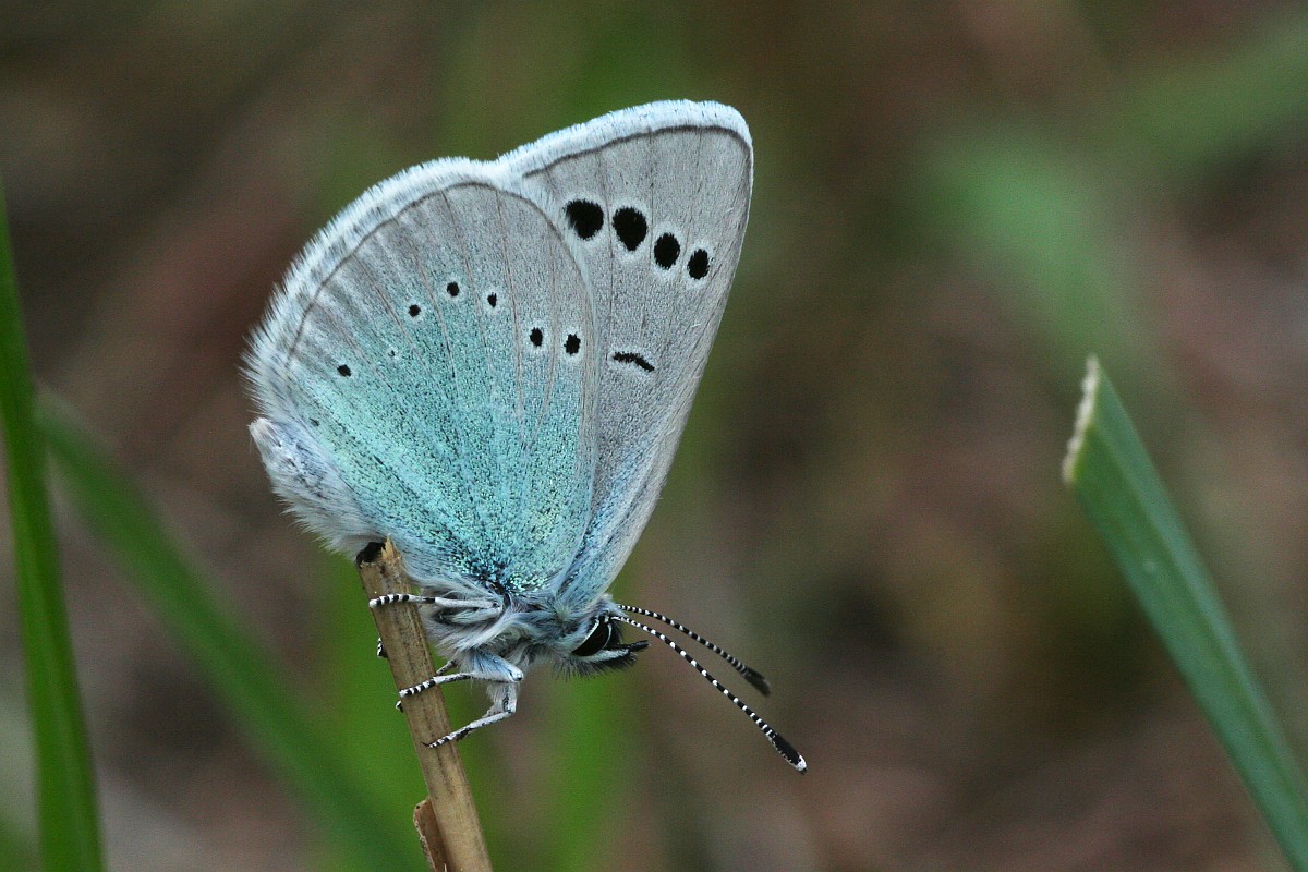 Glaucopsyche alexis, Green-underside Blue