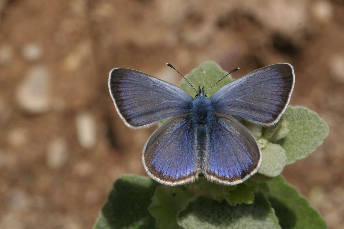 Glaucopsyche alexis, Green-underside Blue