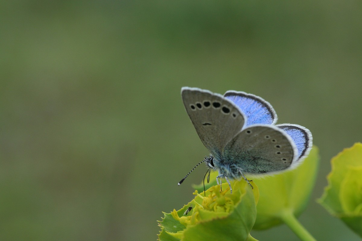 Glaucopsyche alexis, Green-underside Blue