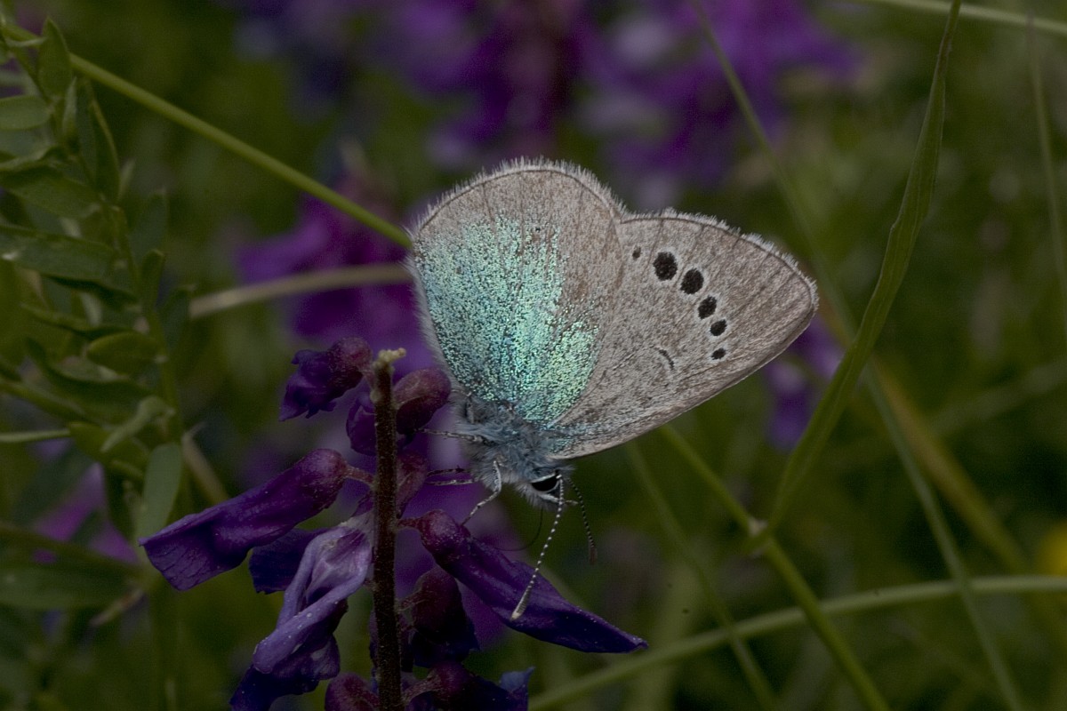 Glaucopsyche alexis, Green-underside Blue