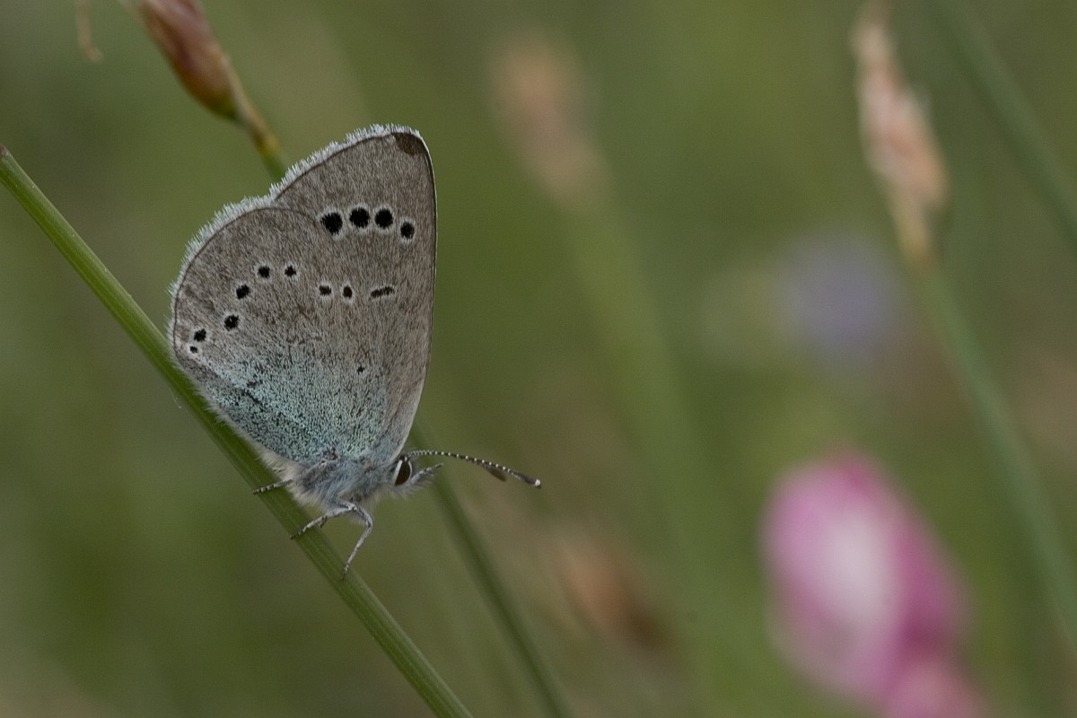 Glaucopsyche alexis, Green-underside Blue