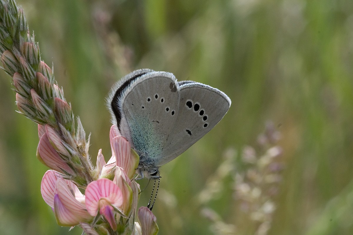 Glaucopsyche alexis, Green-underside Blue