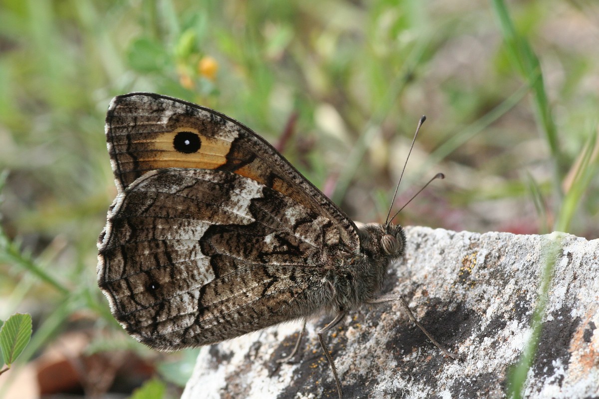 Hipparchia volgensis, Delattin s Rock Grayling