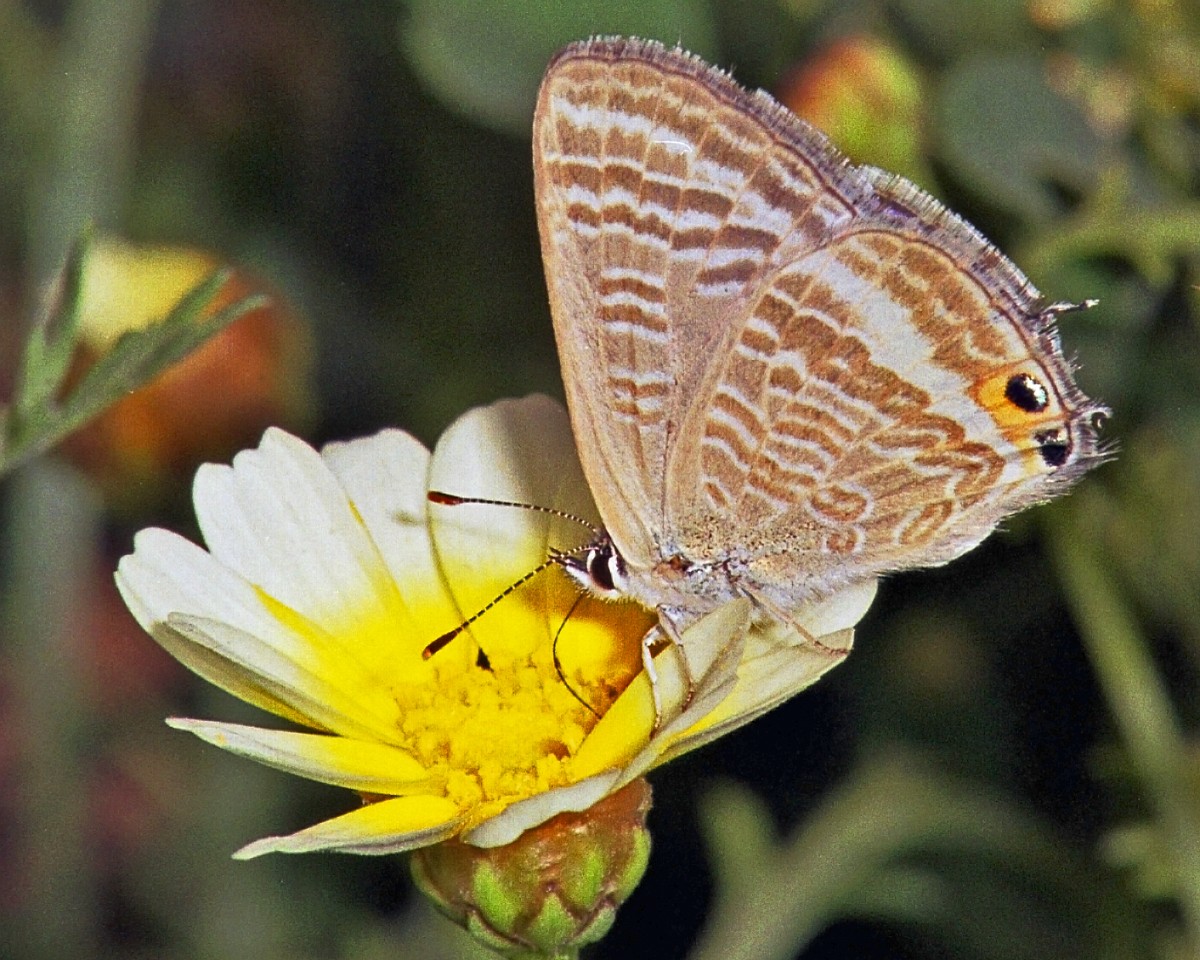 Lampides boeticus, Long-tailed Blue