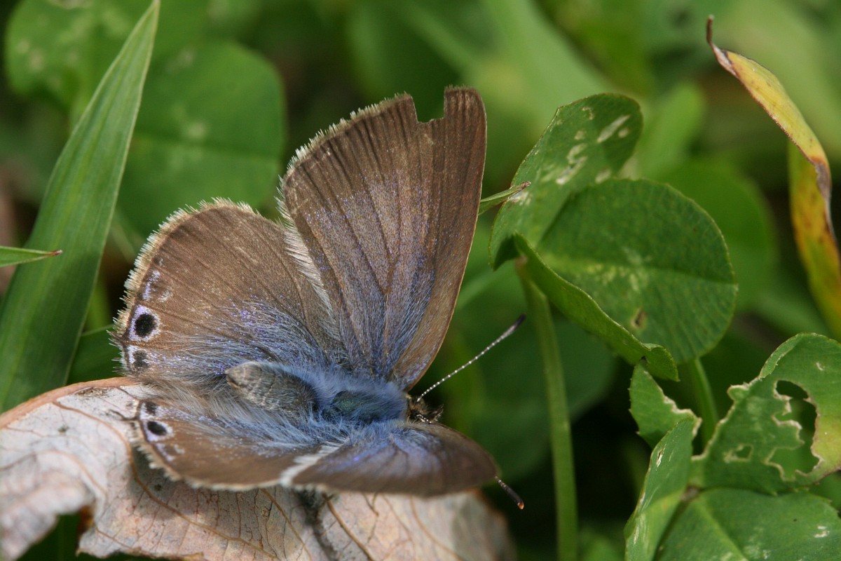 Lampides boeticus, Long-tailed Blue