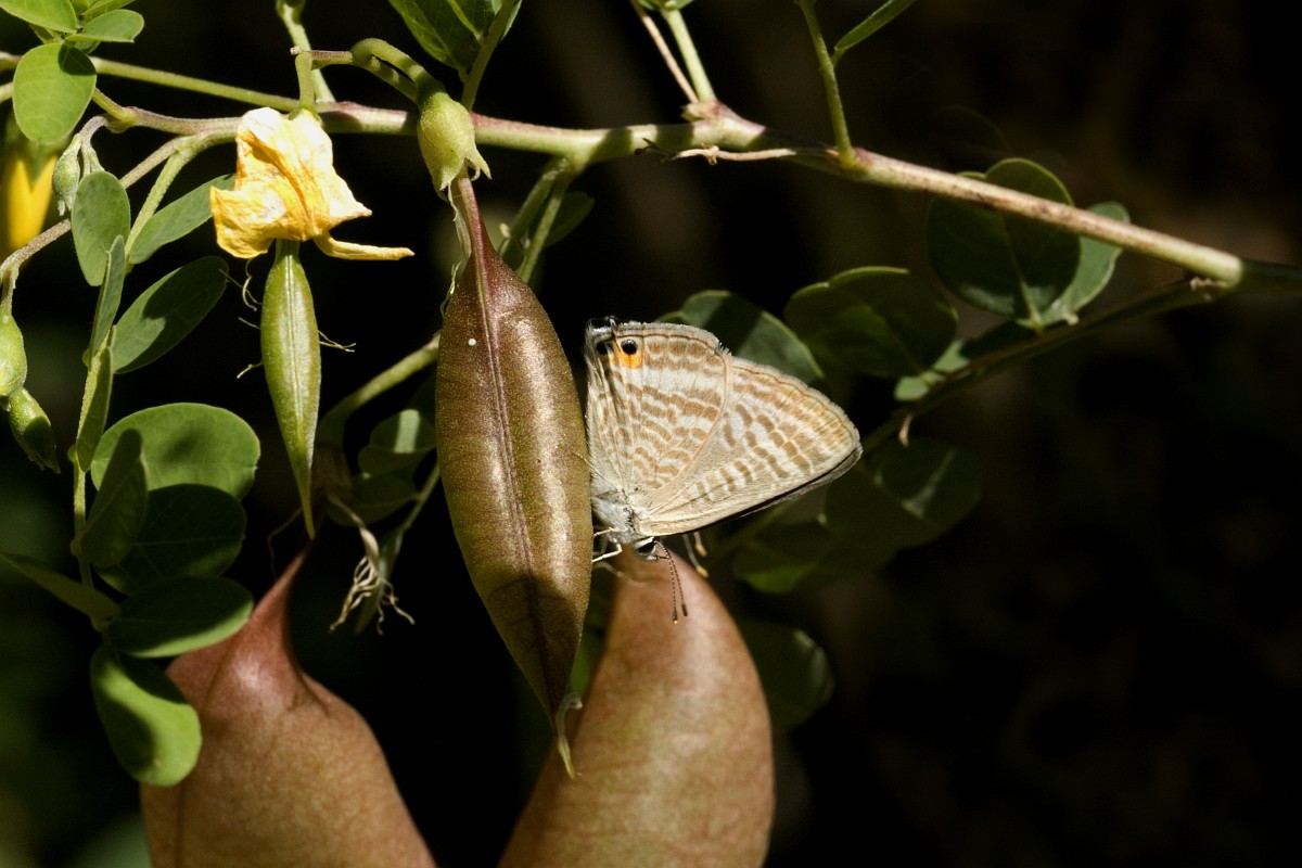 Lampides boeticus, Long-tailed Blue