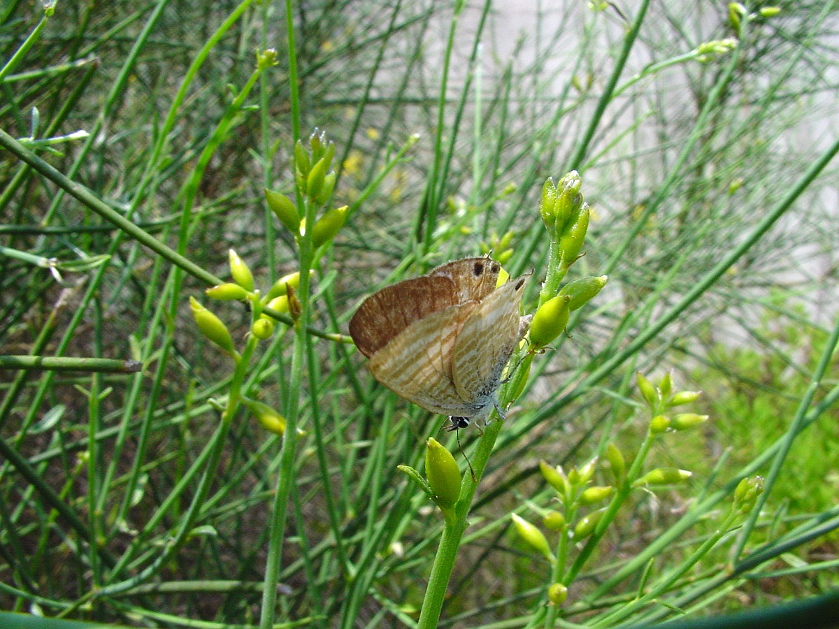 Lampides boeticus, Long-tailed Blue