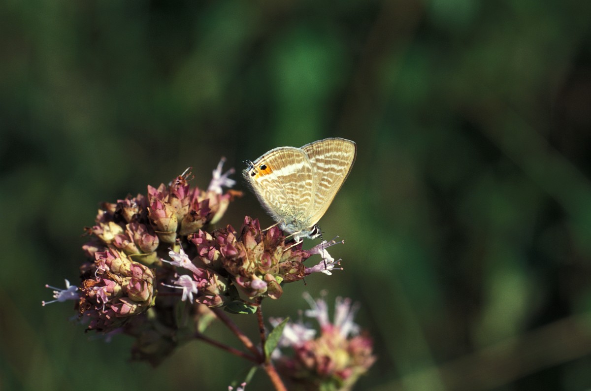 Lampides boeticus, Long-tailed Blue