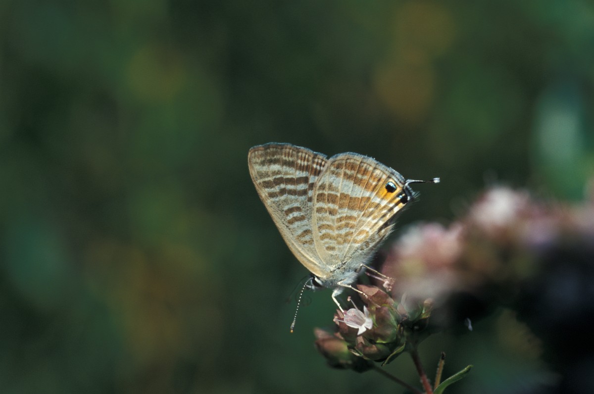 Lampides boeticus, Long-tailed Blue