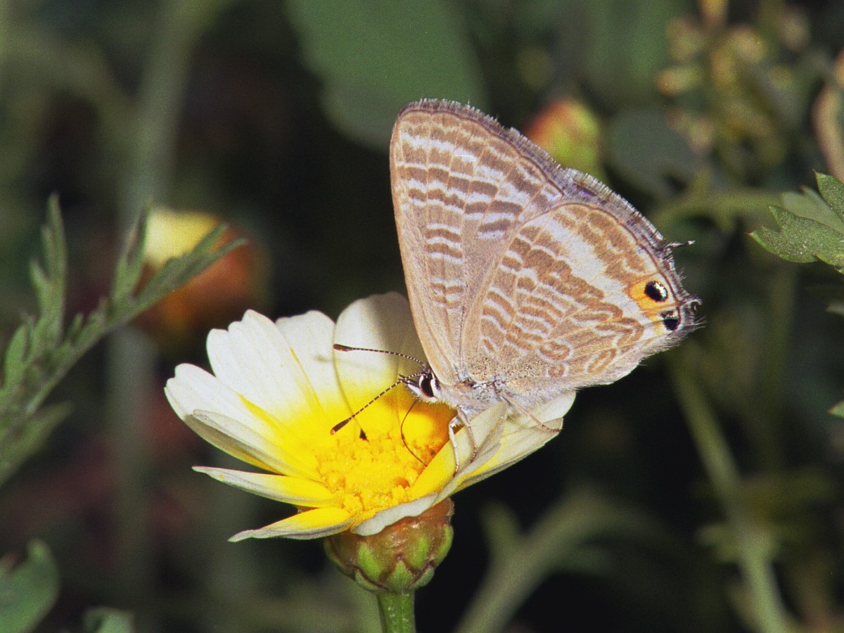 Lampides boeticus, Long-tailed Blue