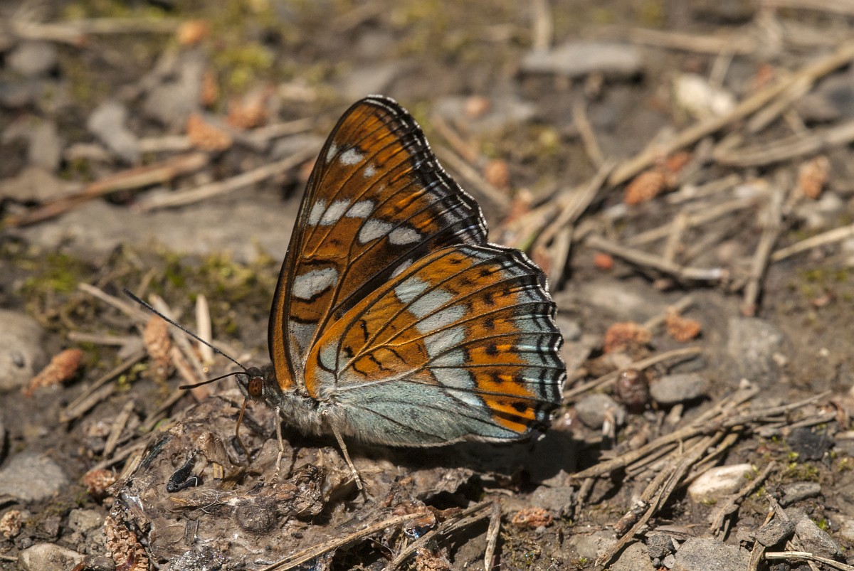 Limenitis populi, Poplar Admiral
