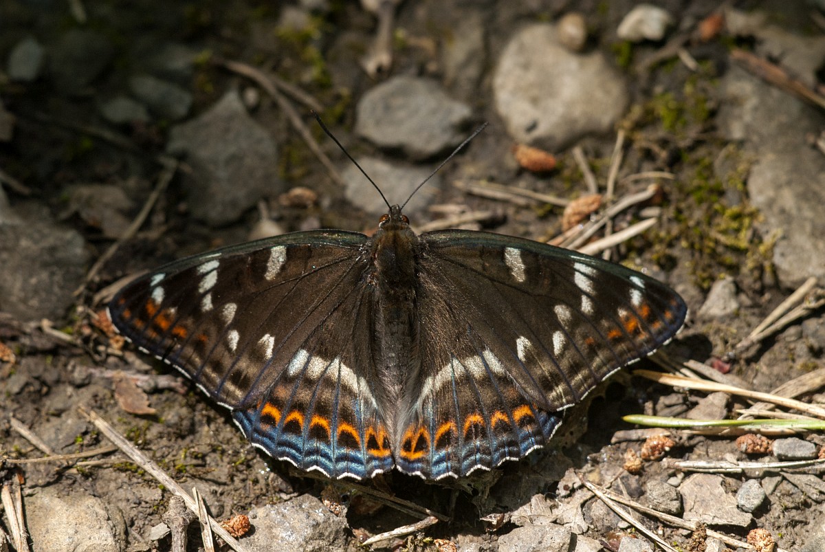 Limenitis populi, Poplar Admiral