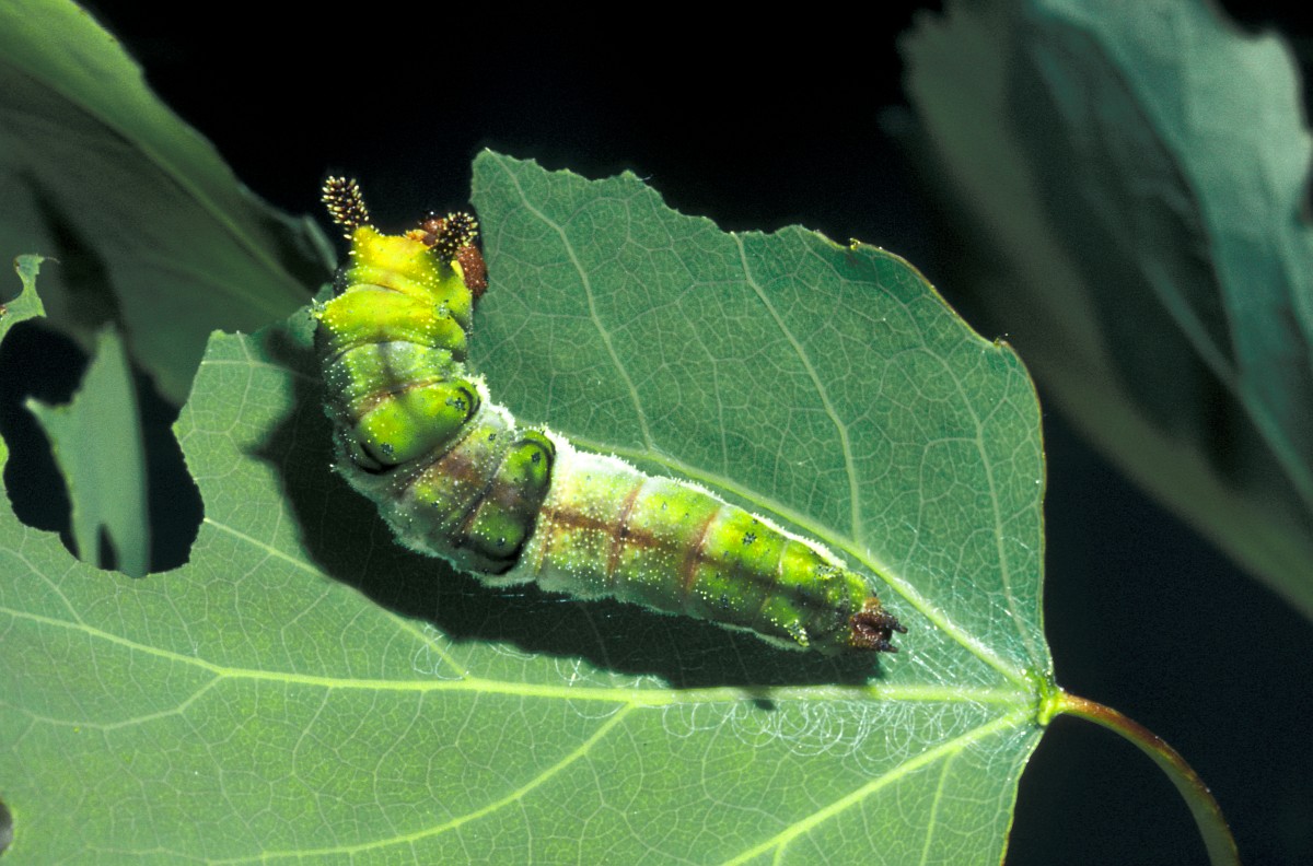 Limenitis populi, Poplar Admiral
