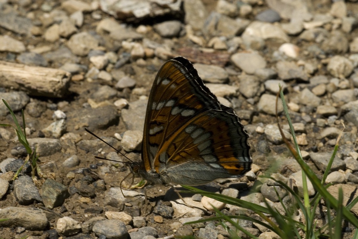 Limenitis populi, Poplar Admiral