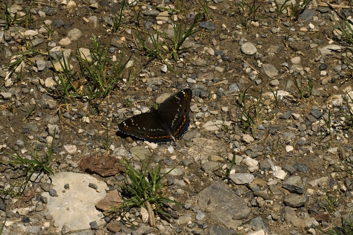 Limenitis populi, Poplar Admiral