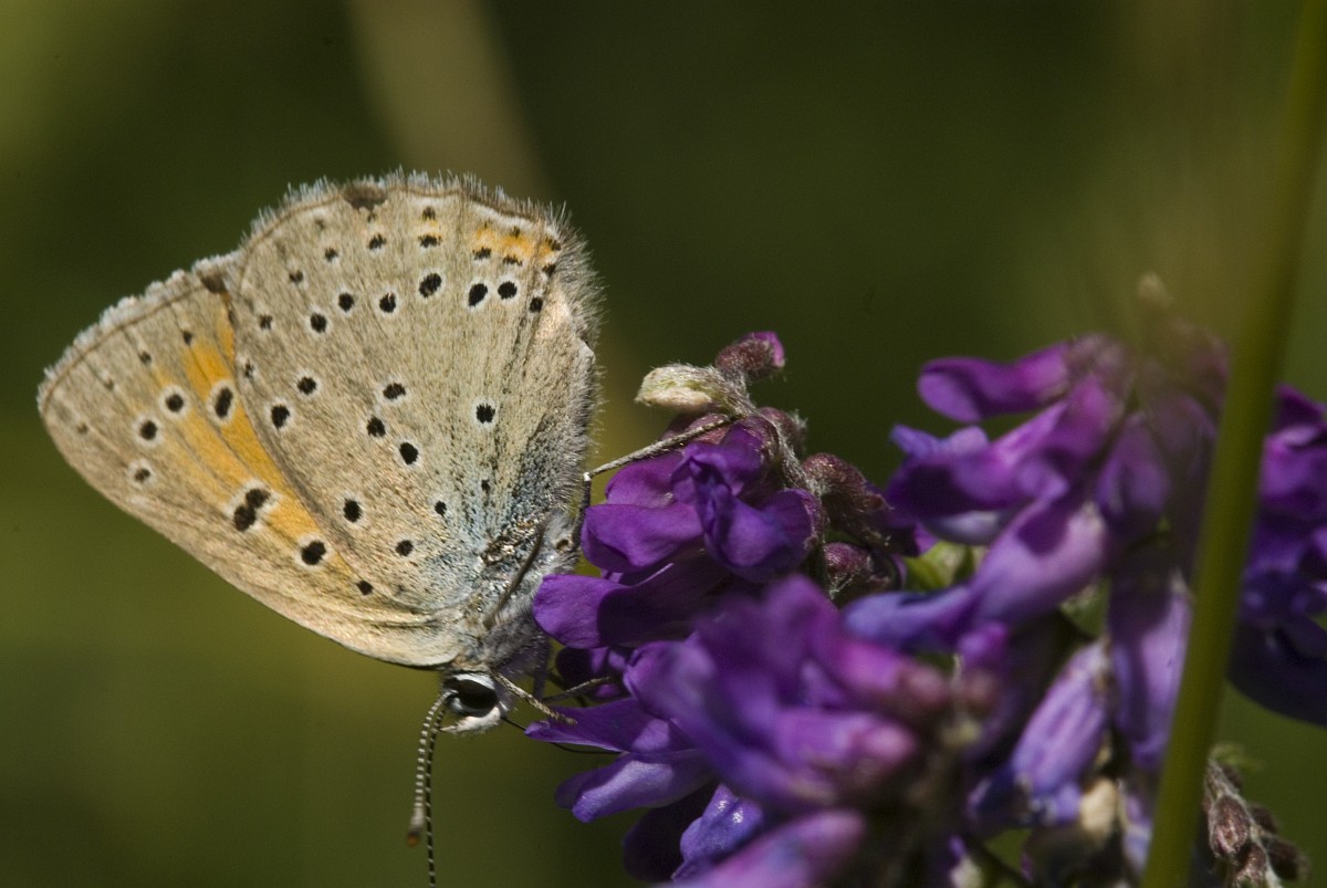 Lycaena hippothoe, Purple-edged Copper