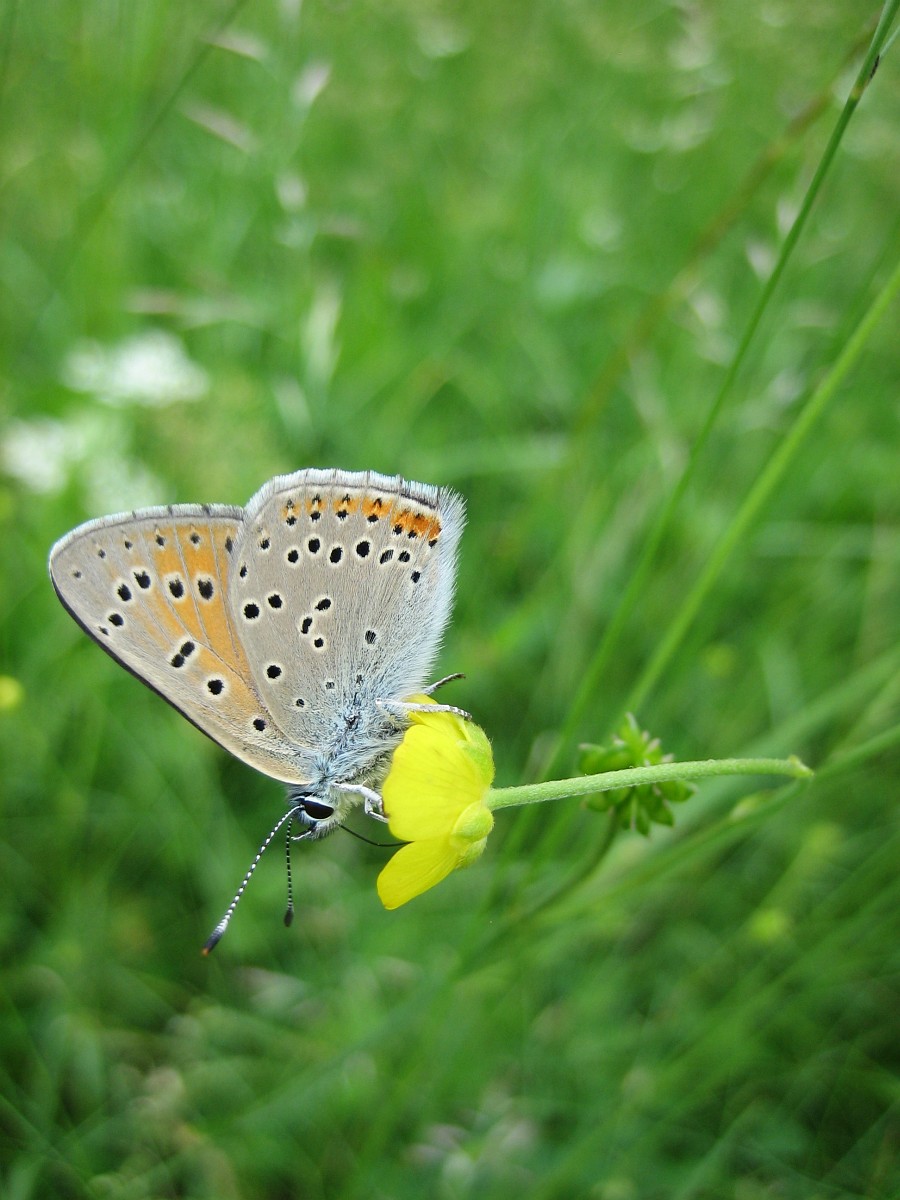 Lycaena hippothoe, Purple-edged Copper