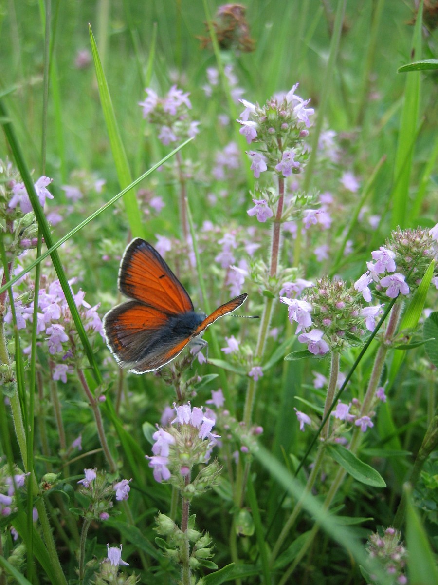 Lycaena hippothoe, Purple-edged Copper