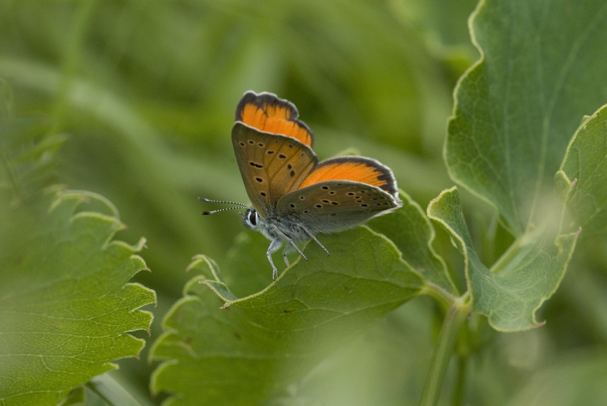 Lycaena hippothoe, Purple-edged Copper