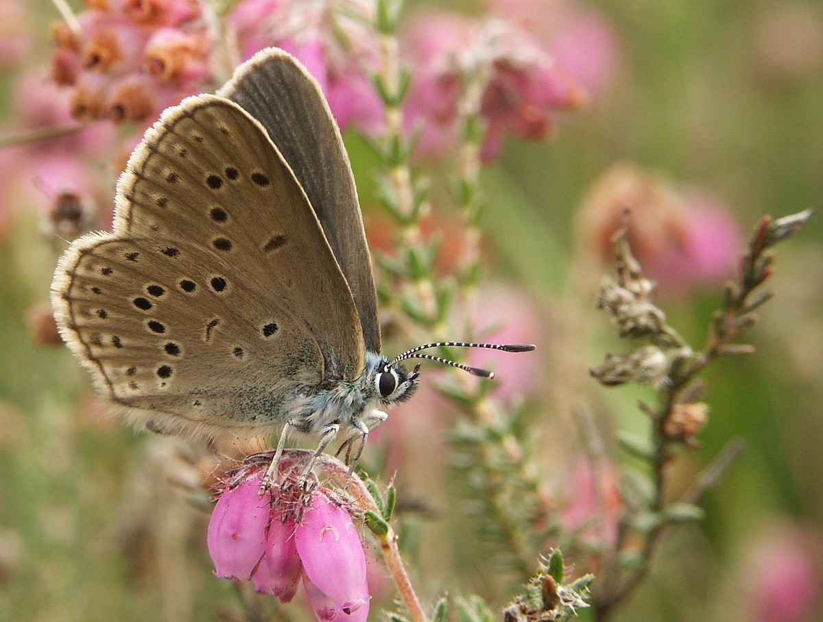 Maculinea alcon, Alcon Blue