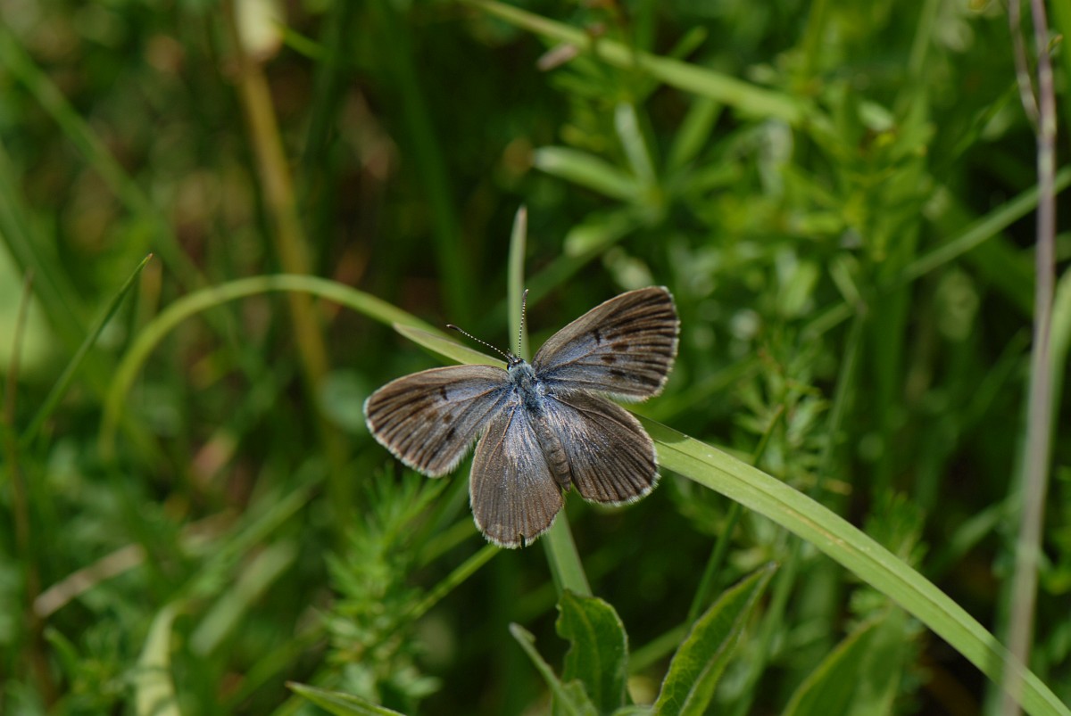 Maculinea alcon, Alcon Blue