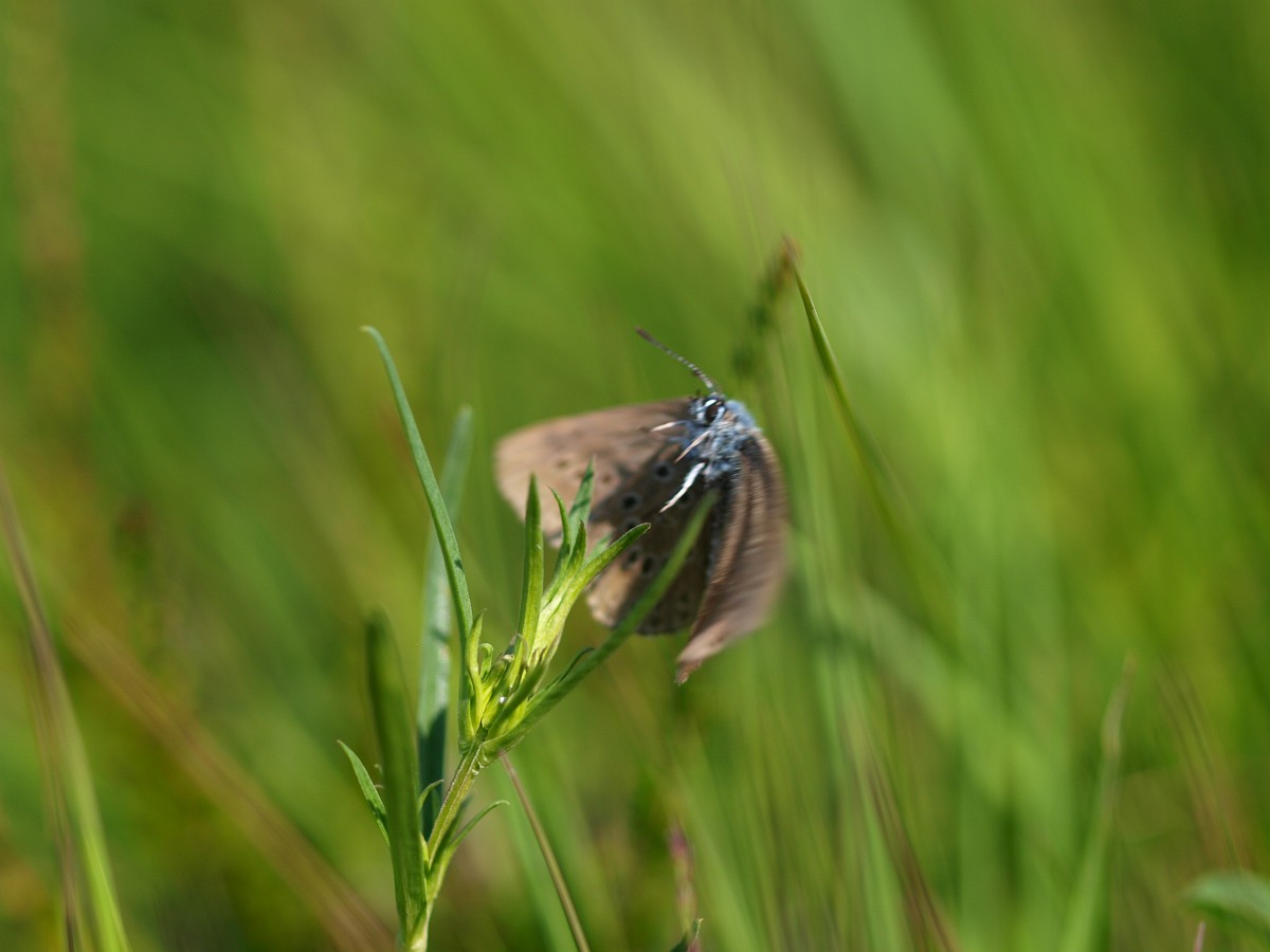 Maculinea alcon, Alcon Blue