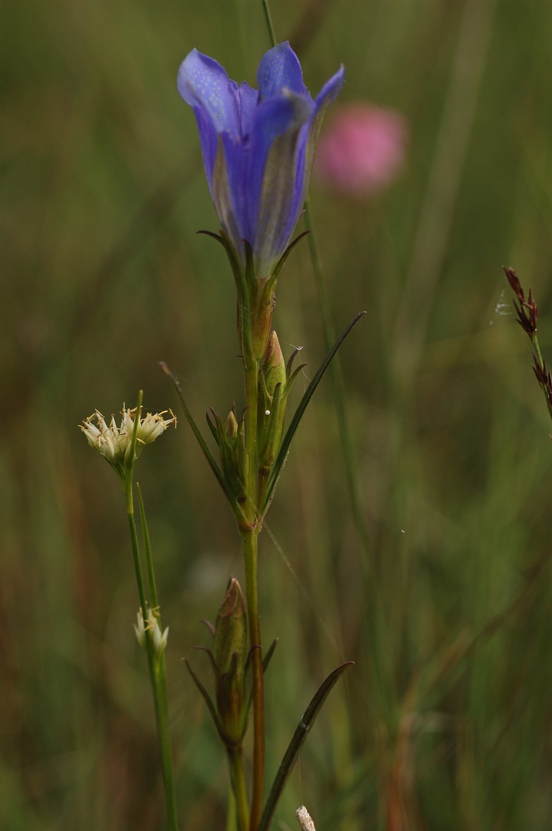 Maculinea alcon, Alcon Blue