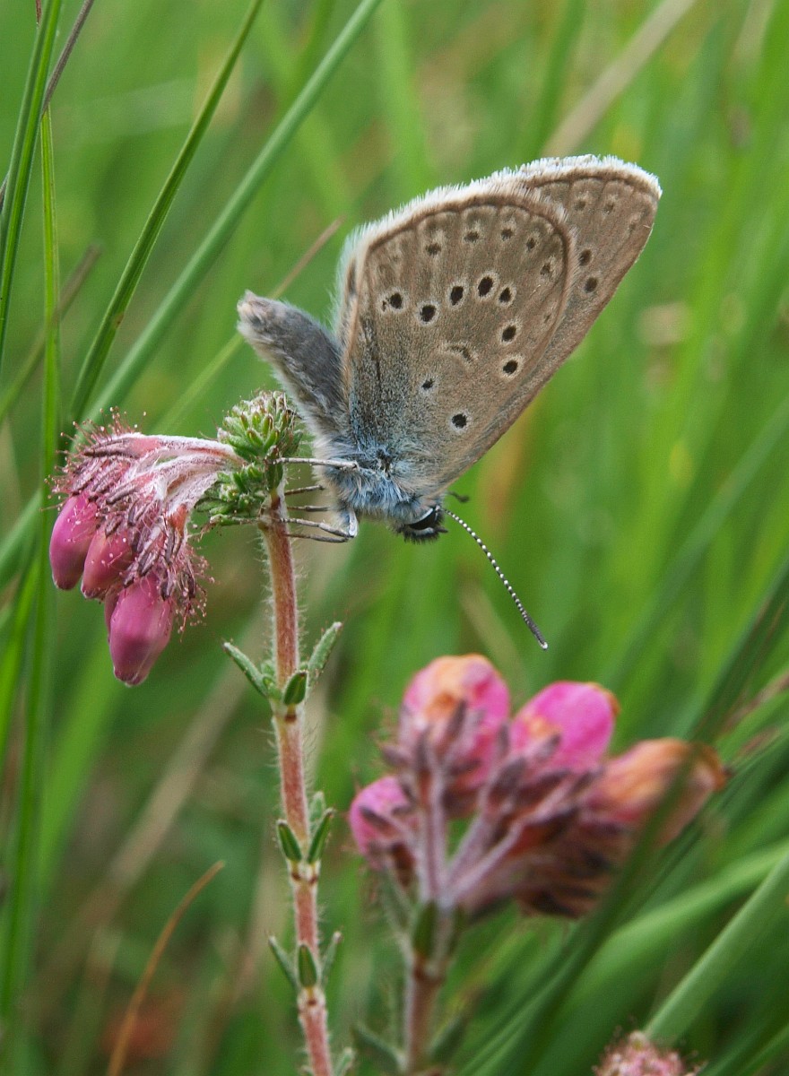 Maculinea alcon, Alcon Blue